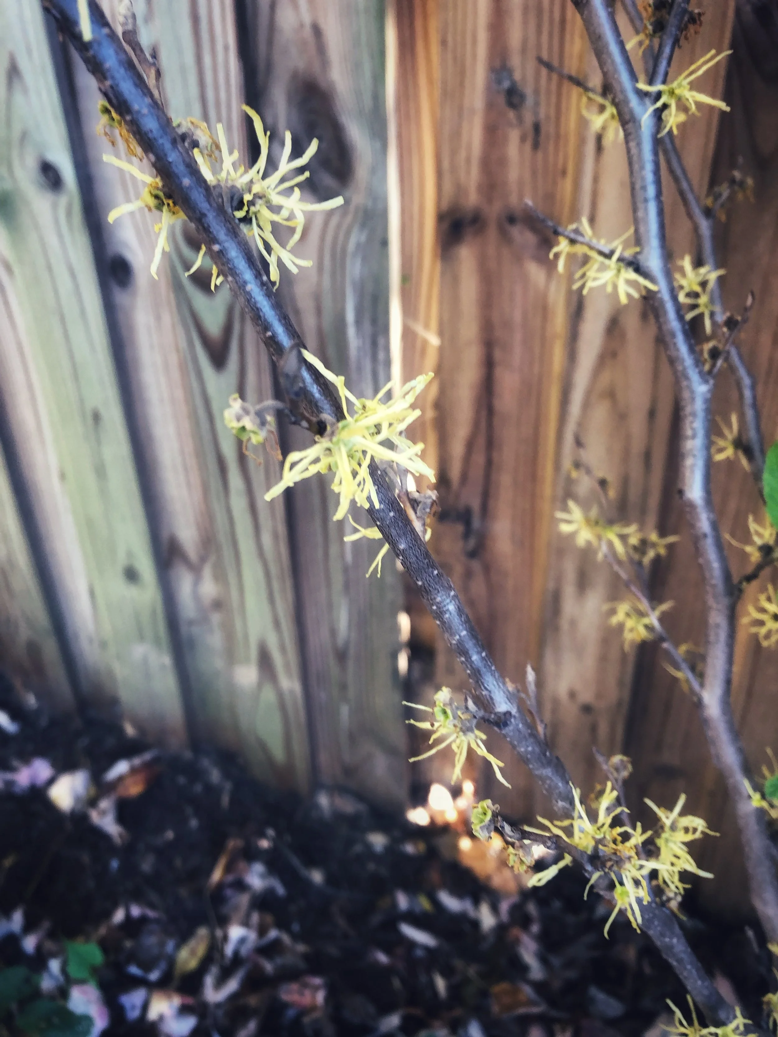 Common Witchhazel — Plant and Bloom Design Studio
