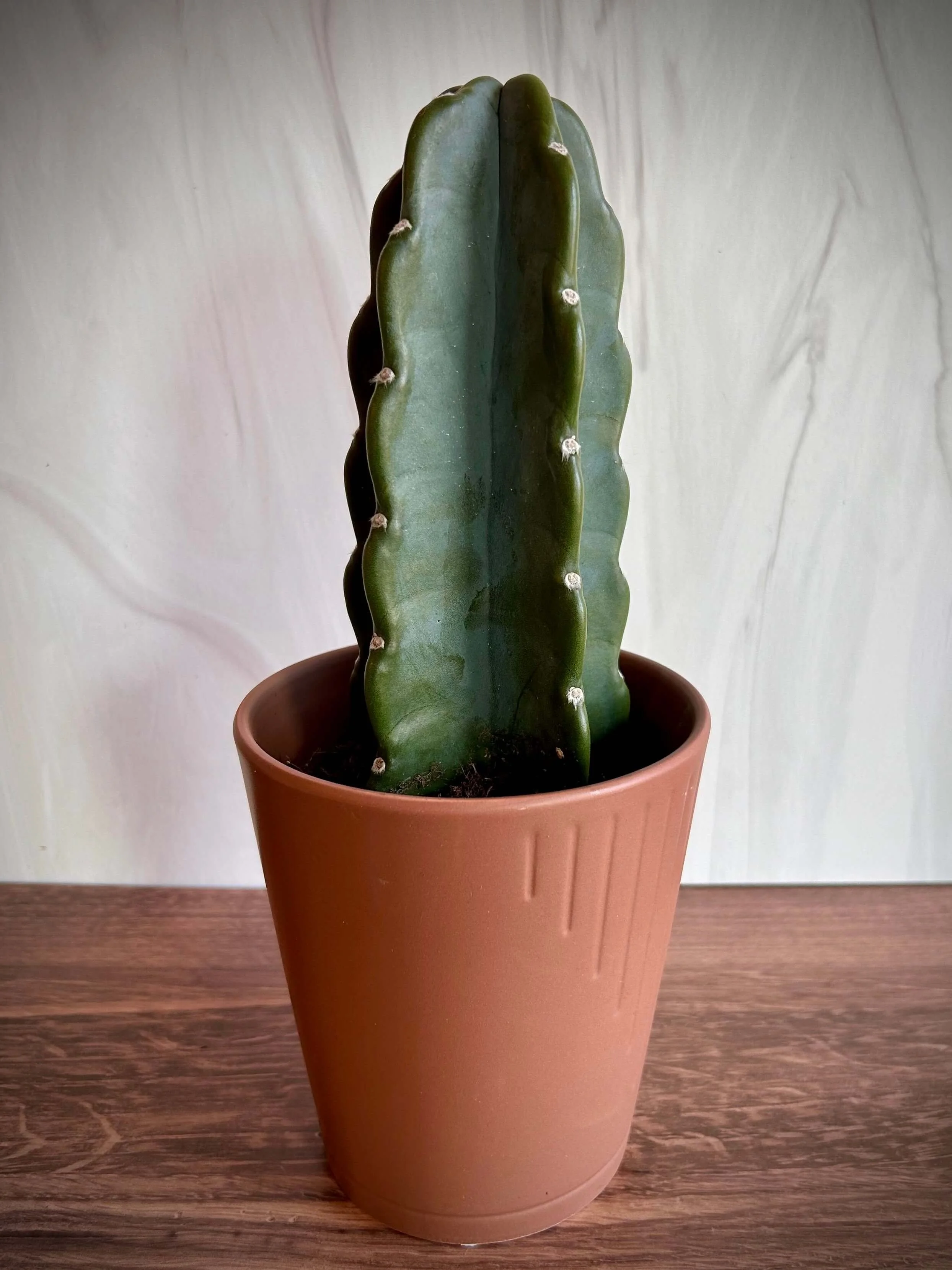 The Cuddly Cactus (Cereus jamacaru 'Cuddly Cactus') — Plant and Bloom ...