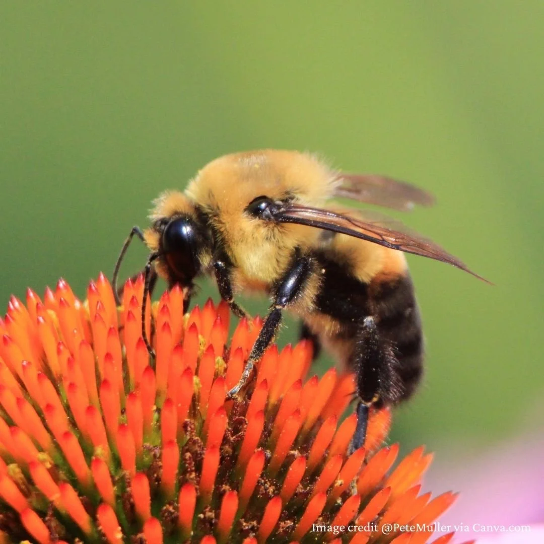 Pollinator Plants for Bees — Plant and Bloom Design Studio