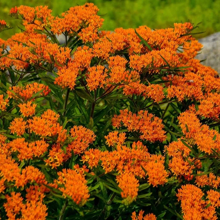 Butterfly Weed (Asclepias tuberosa): A Complete Growing Guide — Plant ...
