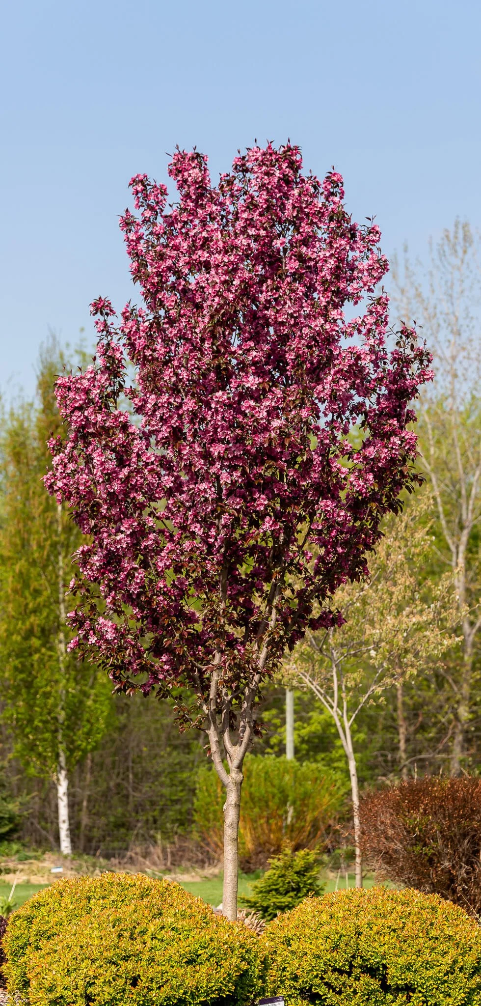 10 Crepe Myrtle Alternatives — Plant and Bloom Design Studio