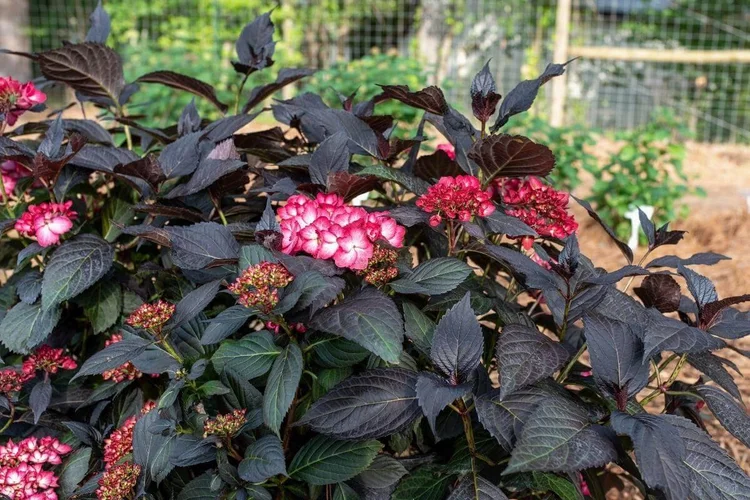 Eclipse® Bigleaf Hydrangea — Plant and Bloom Design Studio