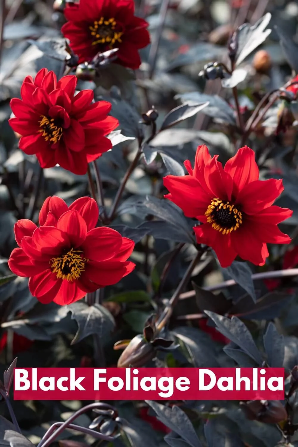 Black Foliage Dahlia — Plant and Bloom Design Studio