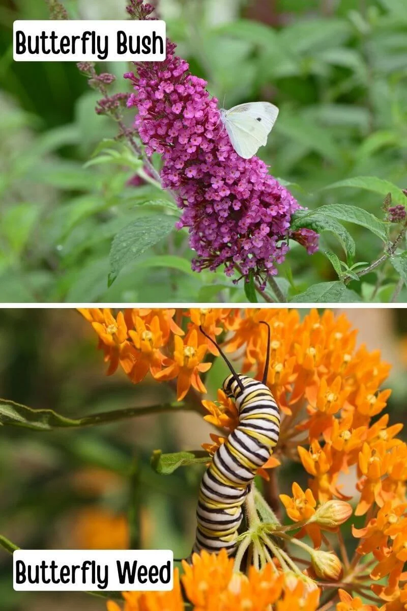 Butterfly Bush Vs Butterfly Weed