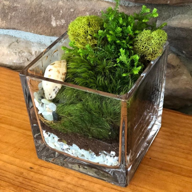 St. Patrick's Day Terrarium — Plant and Bloom Design Studio
