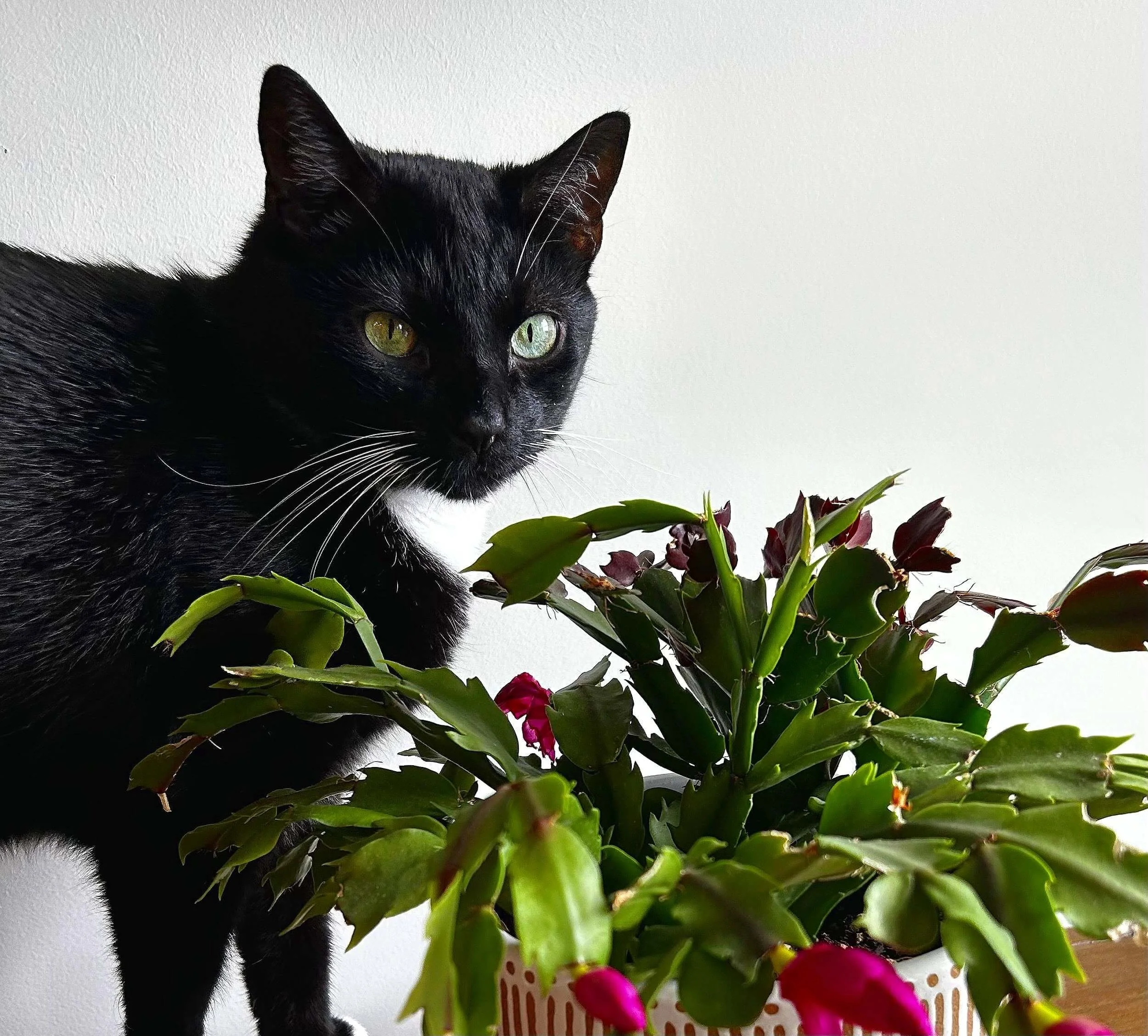 Thanksgiving Cactus (Shlumbergera truncata) — Plant and Bloom Design Studio