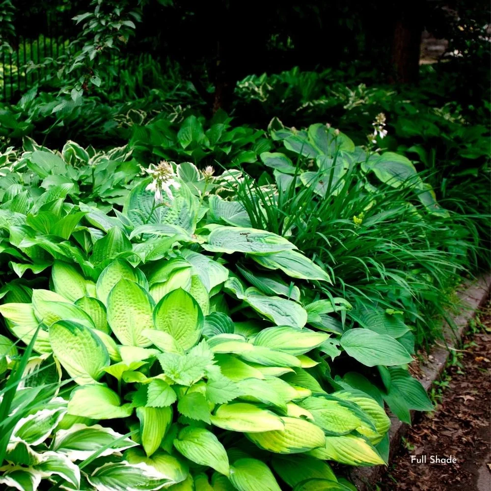 Full Shade for Plants — Plant and Bloom Design Studio