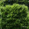 10 Plants to Hide AC Unit — Plant and Bloom Design Studio
