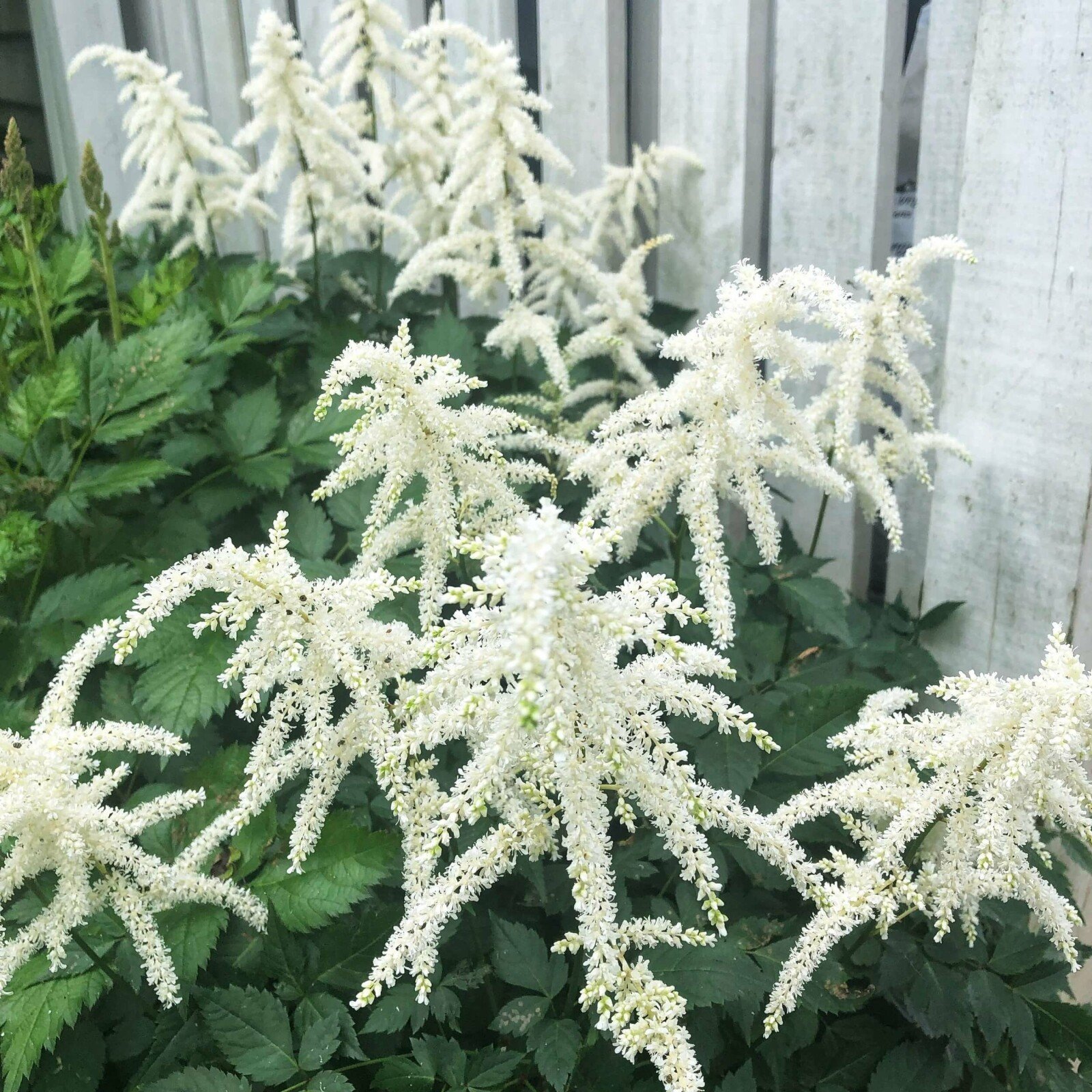 Astilbe — Plant and Bloom Design Studio