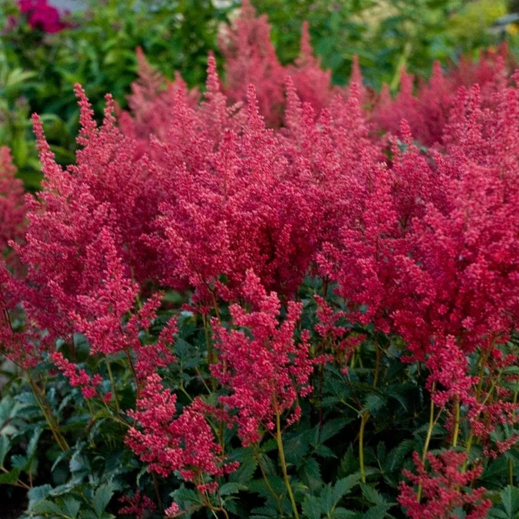 Astilbe Shade Flowers — Plant and Bloom Design Studio