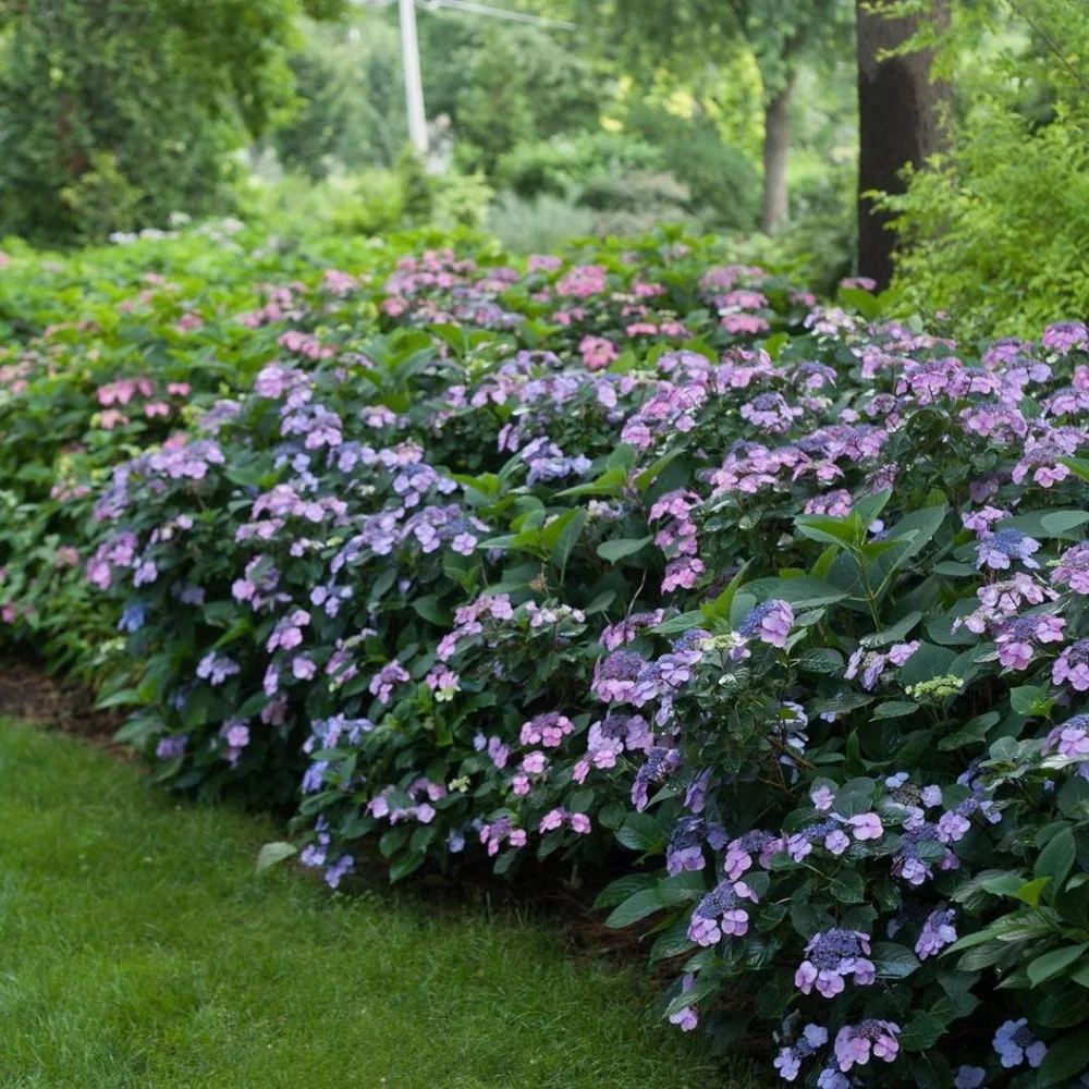 The Mountain Hydrangea — Plant and Bloom Design Studio