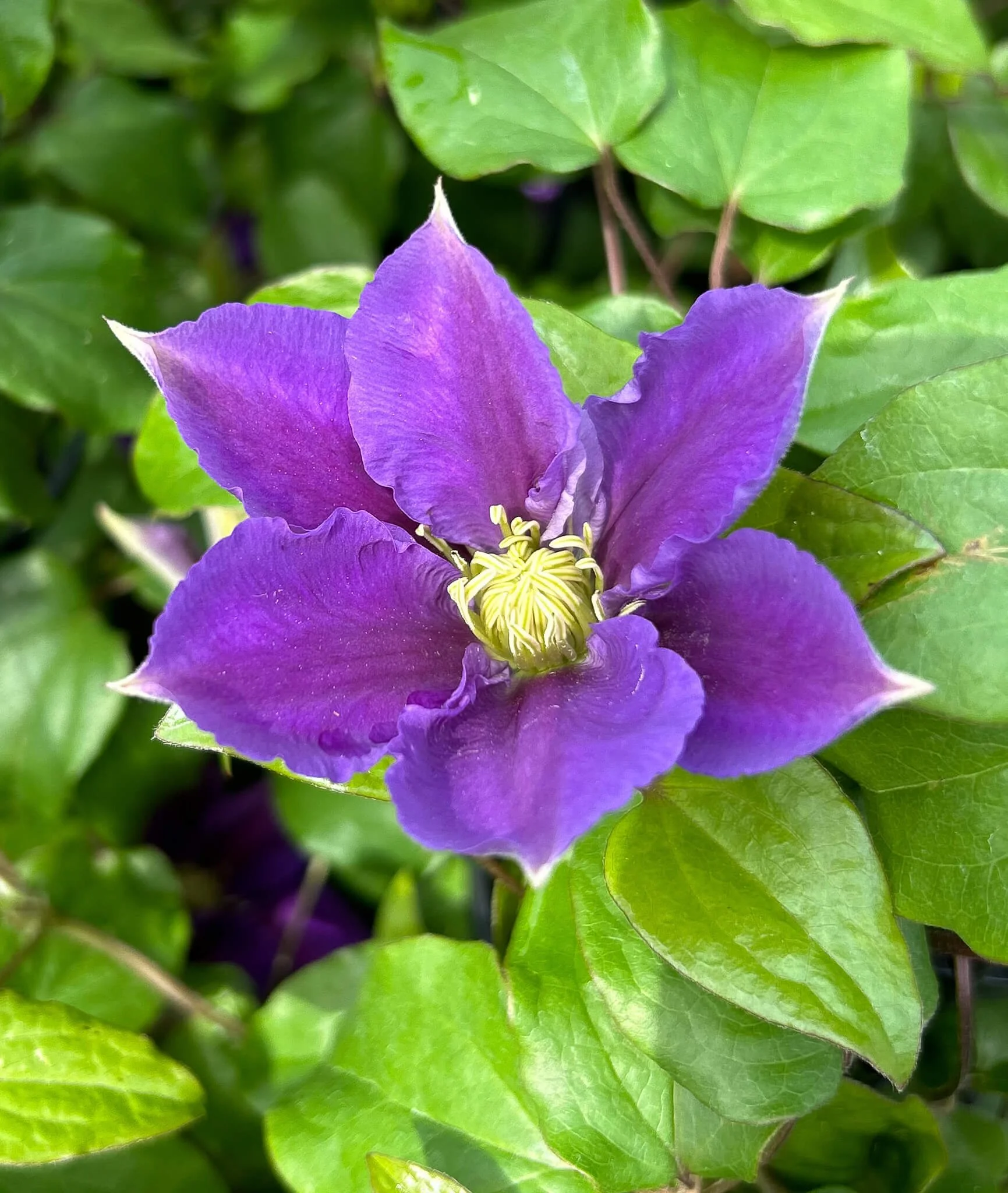 Chevalier™ Clematis (Clematis 'Evipo040') — Plant and Bloom Design Studio