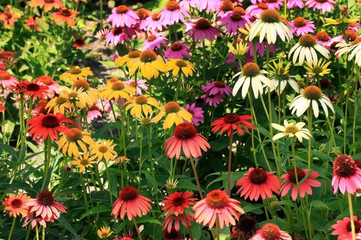 15 Colorful Echinacea Types — Plant and Bloom Design Studio