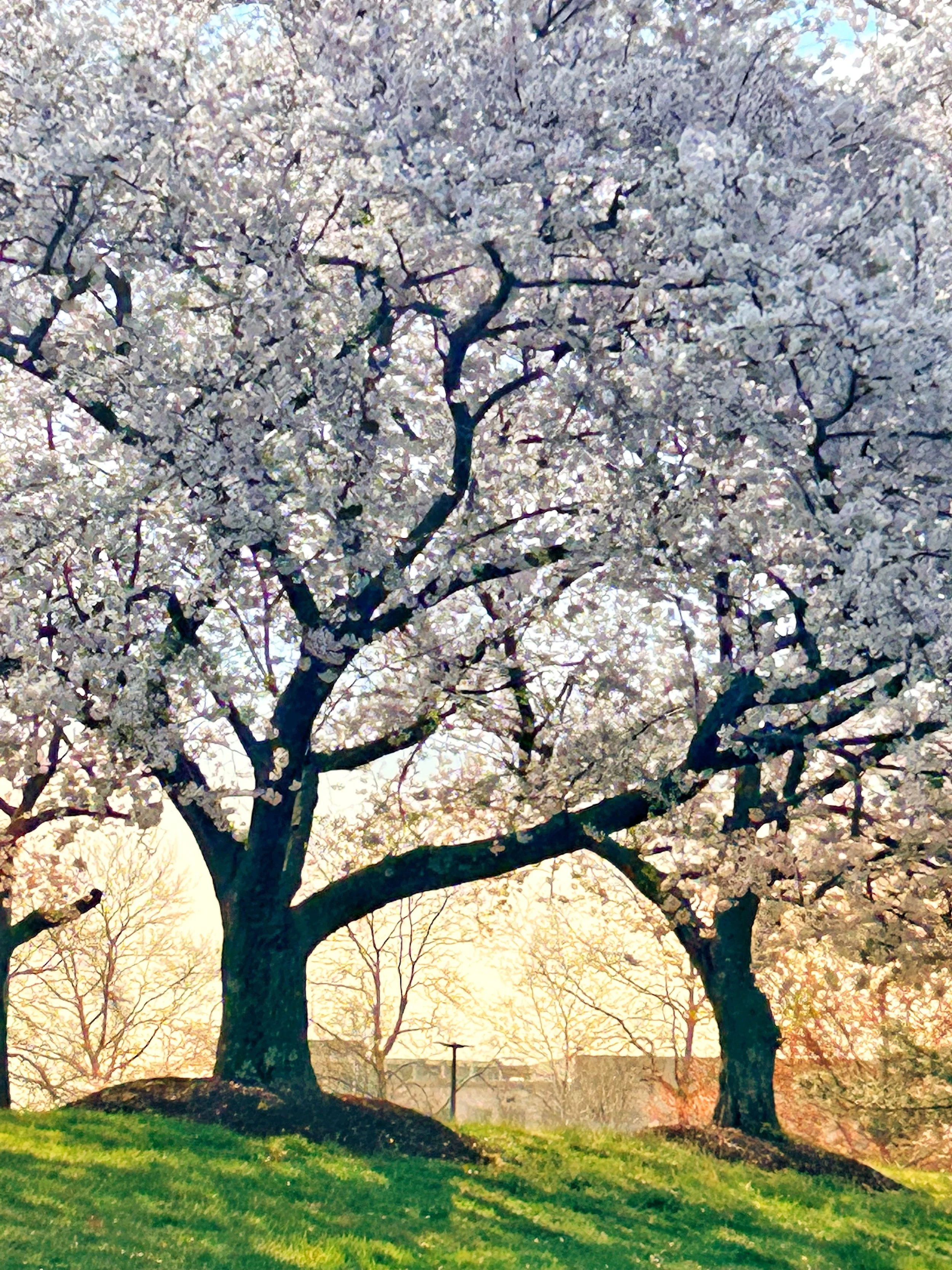 Yoshino Cherry Tree (Prunus x yedoensis) — Plant and Bloom Design Studio