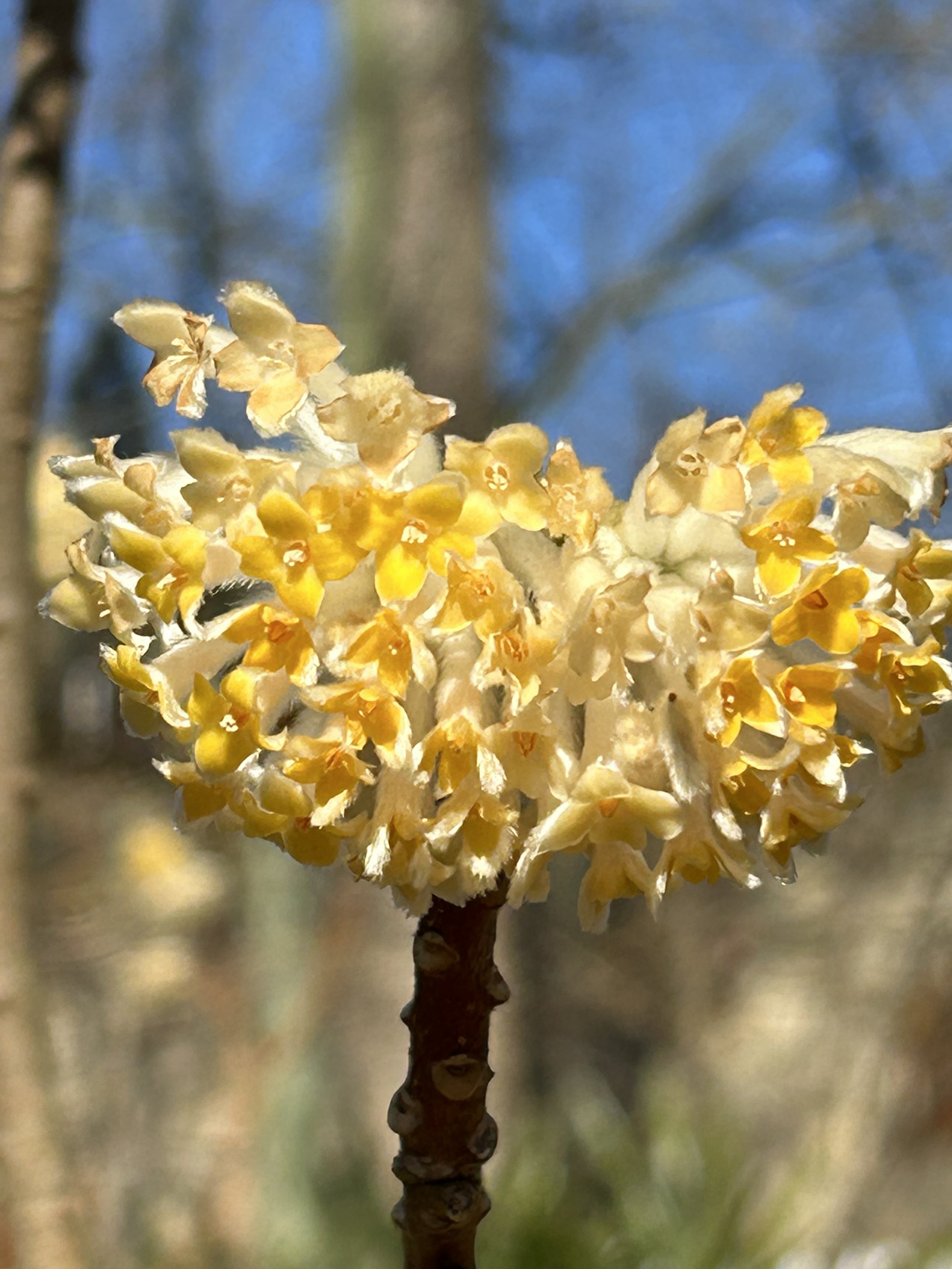 Paperbush (Edgeworthia Chrysantha) — Plant and Bloom Design Studio
