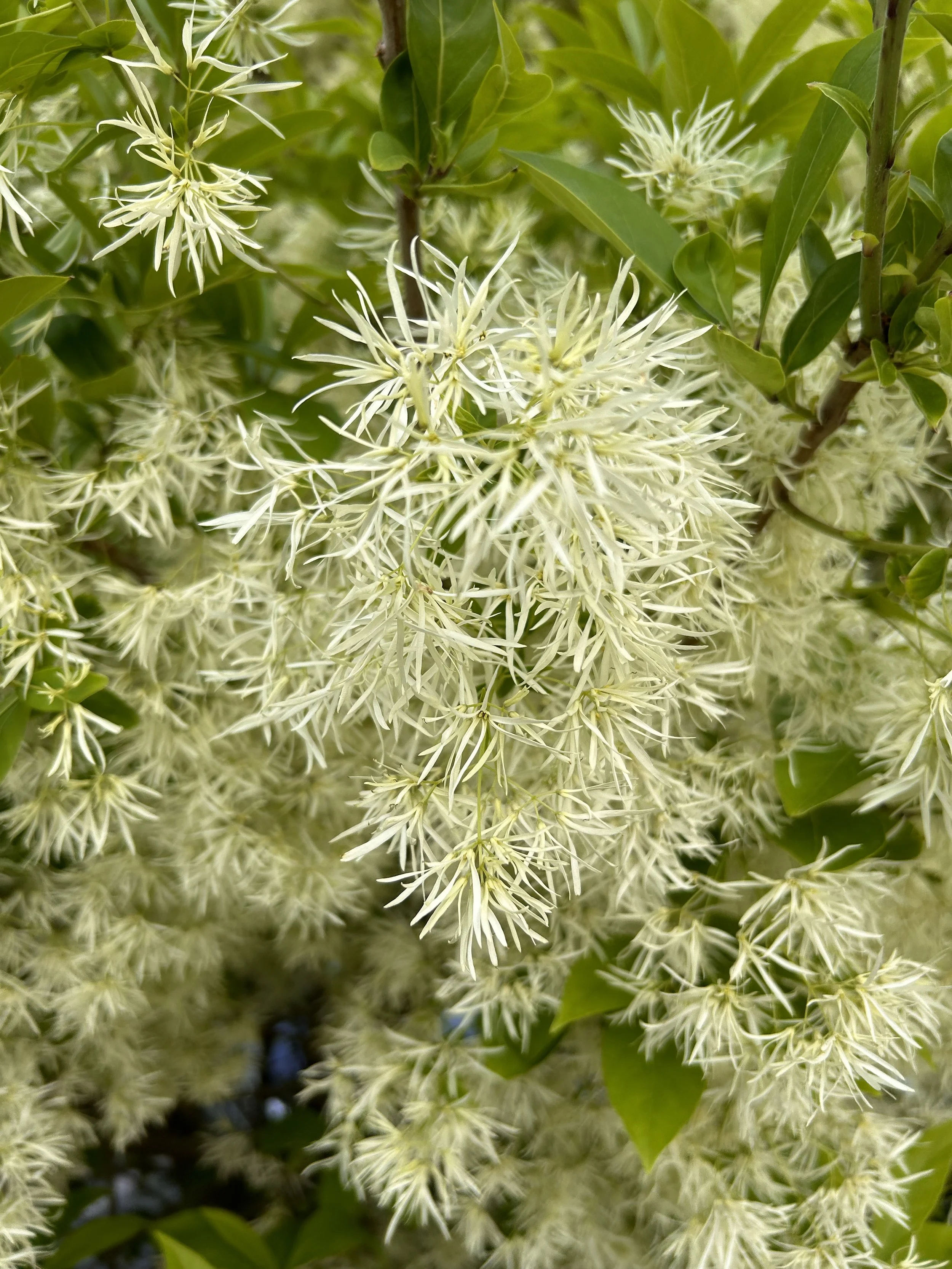 White Fringetree (Chionanthus virginicus) — Plant and Bloom Design Studio
