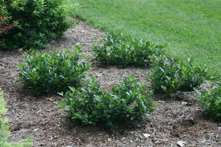 10 Front of the House Bushes — Plant and Bloom Design Studio