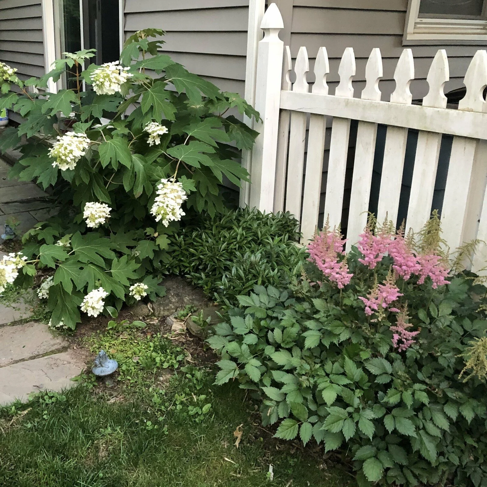 Astilbe — Plant and Bloom Design Studio