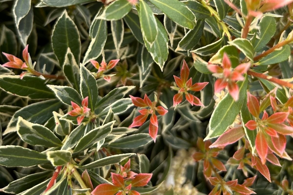 Little Heath Japanese Pieris — Plant and Bloom Design Studio