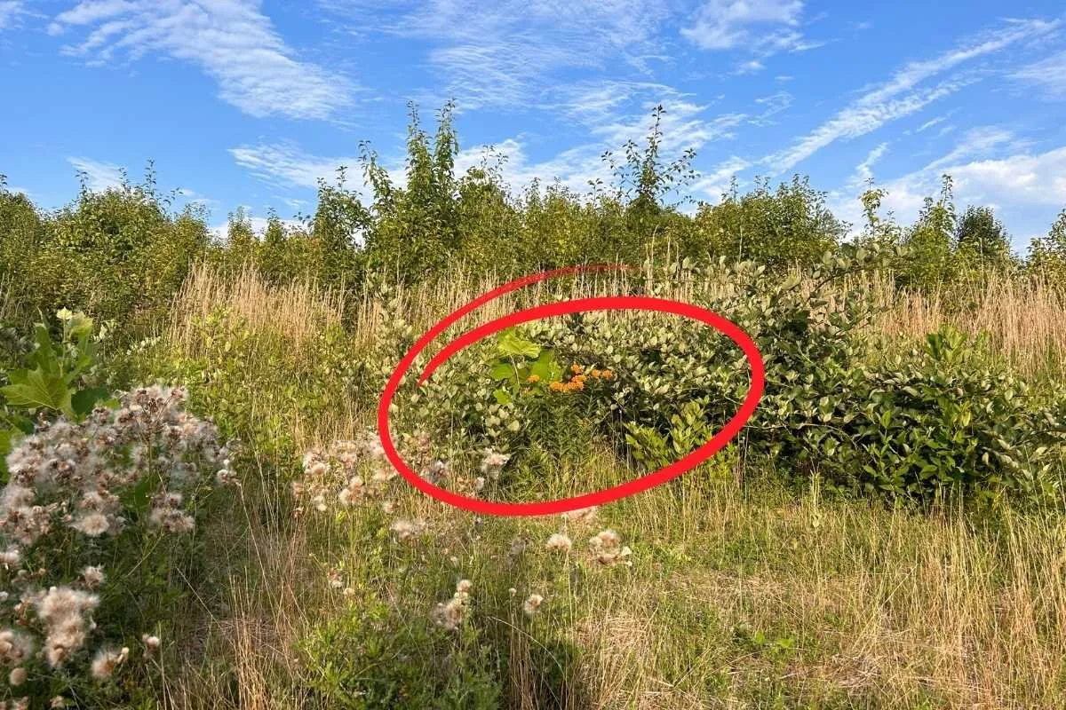 Butterfly Weed (Asclepias tuberosa): A Complete Growing Guide — Plant ...