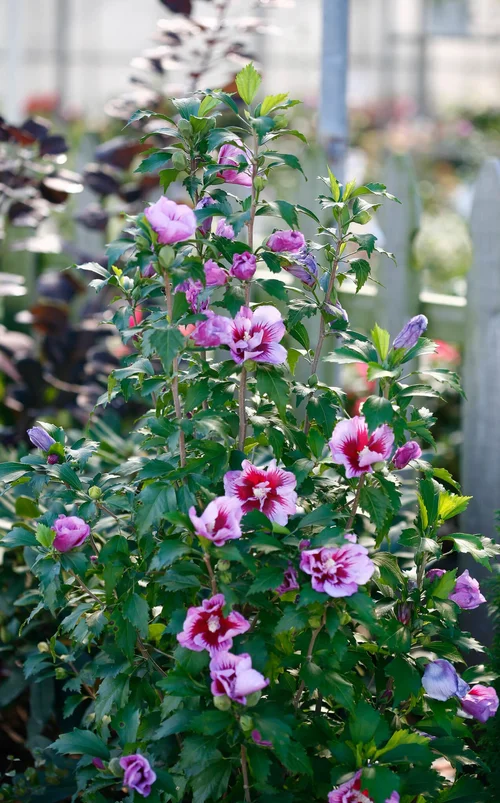 10 Tall Narrow Plants — Plant and Bloom Design Studio