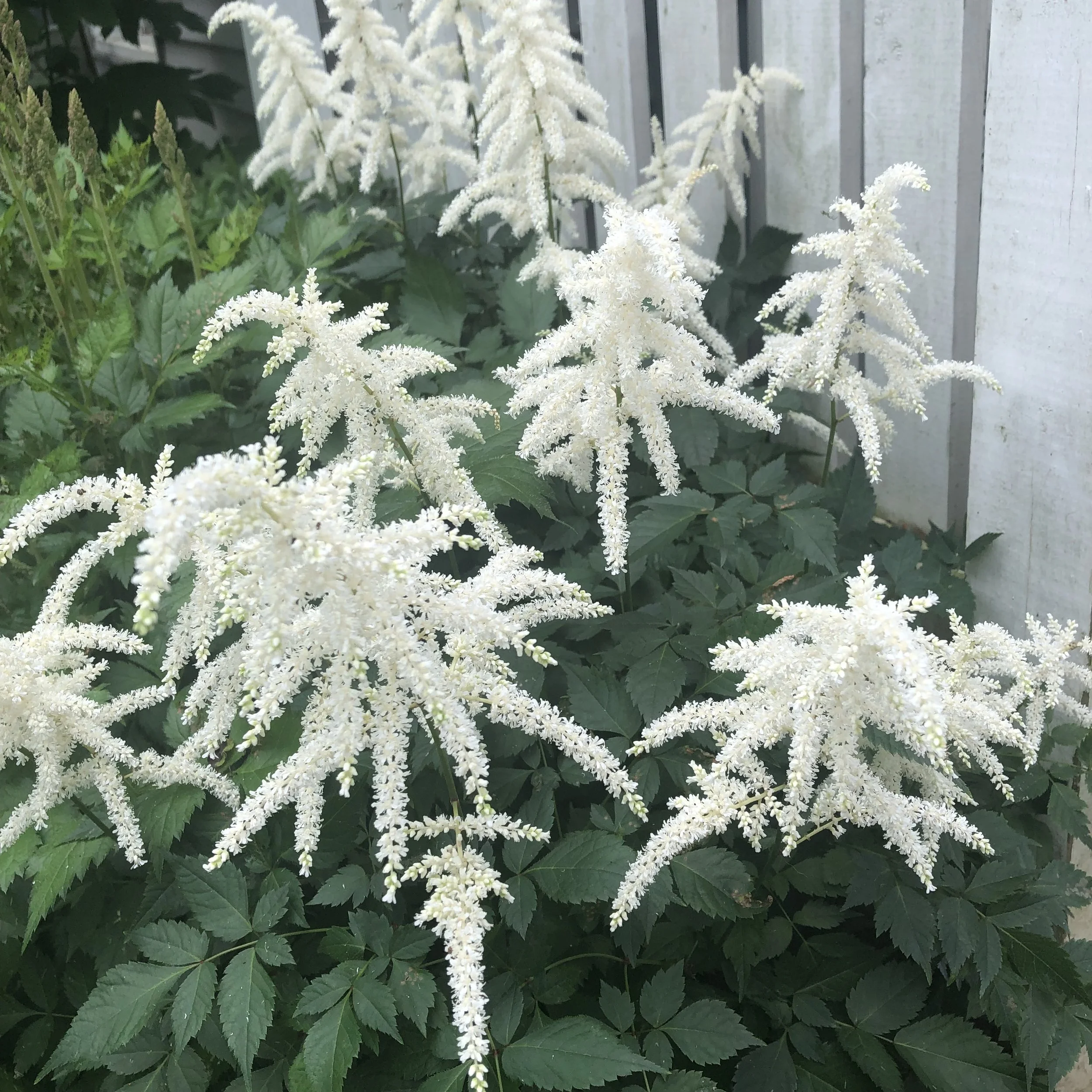 Astilbe — Plant and Bloom Design Studio