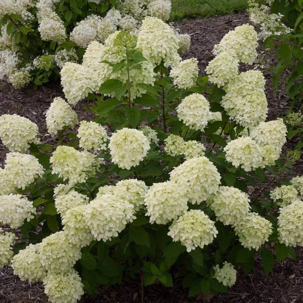 Which Hydrangea Should I Plant? Find Your Perfect Match! — Plant and ...