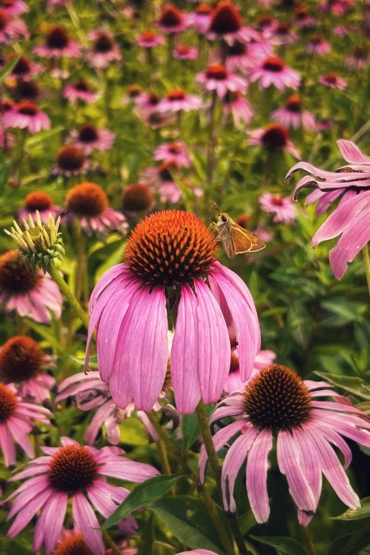 Purple Coneflower Plant — Plant and Bloom Design Studio