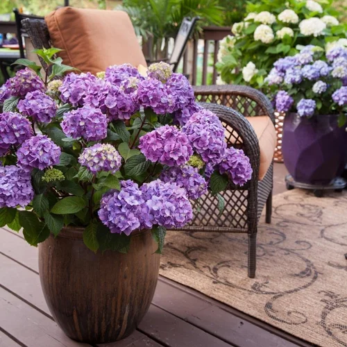 Endless Summer® BloomStruck® Hydrangea — Plant and Bloom Design Studio