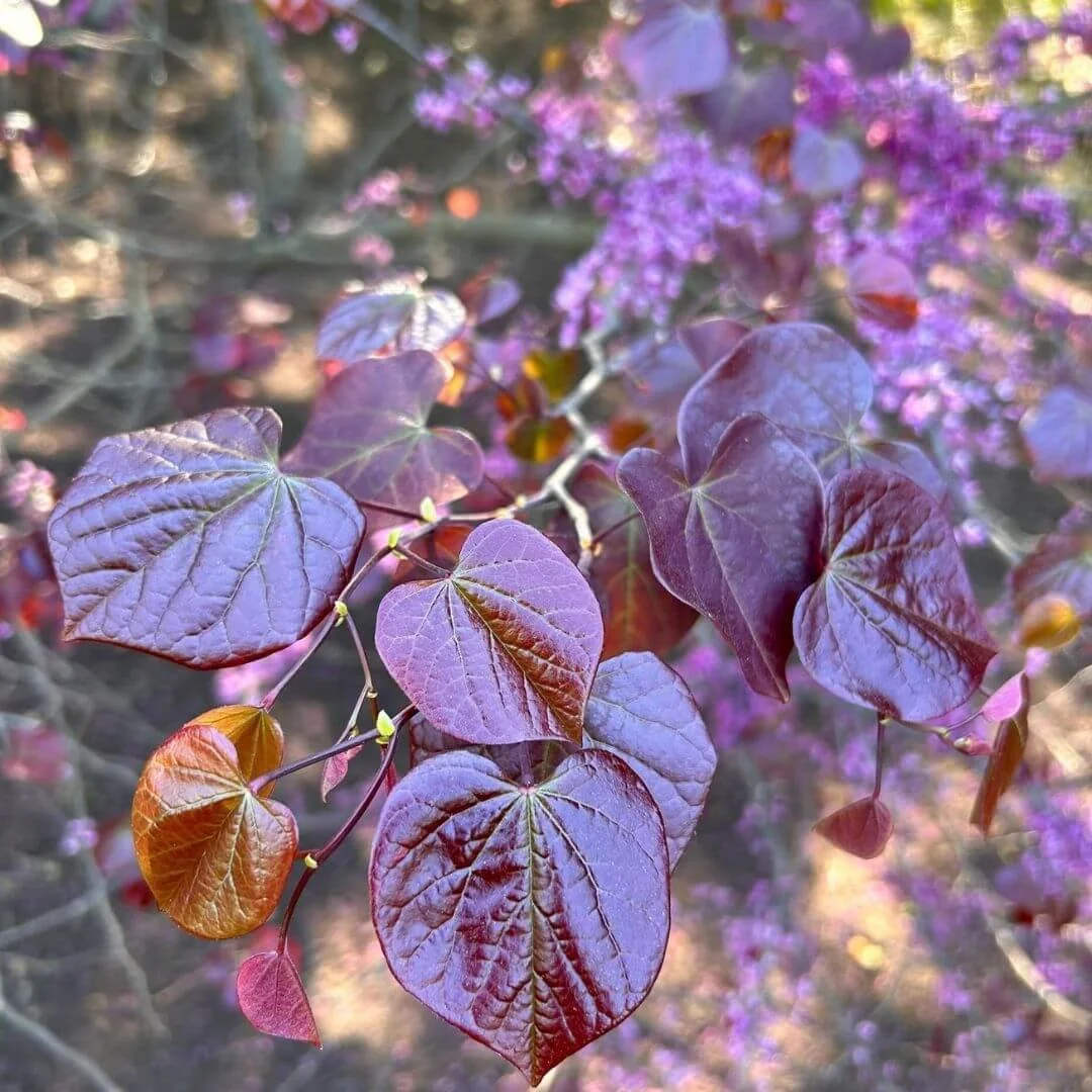 Which Redbud Tree is Best? — Plant and Bloom Design Studio