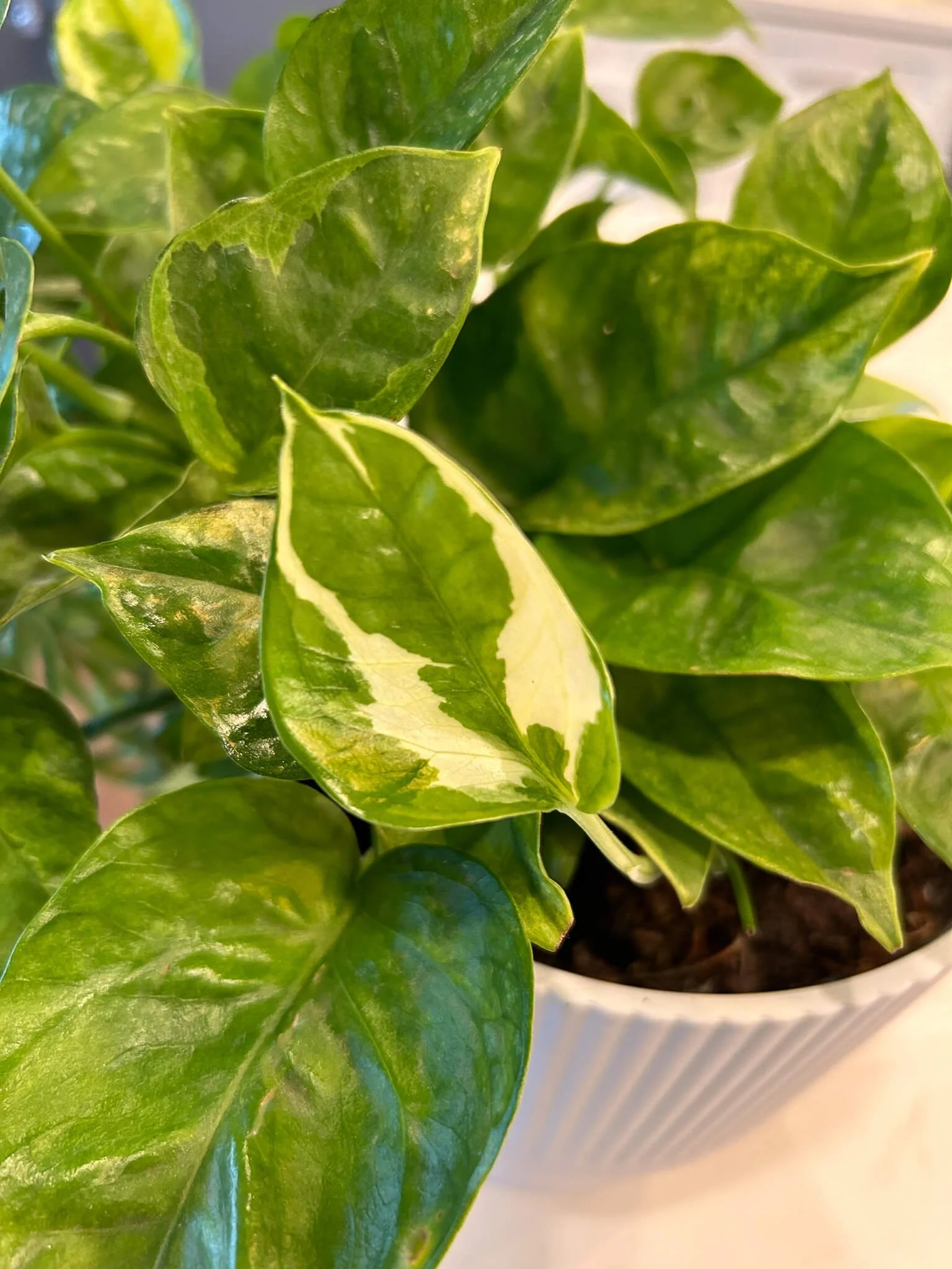Lemon Meringue Pothos (Epipremnum aureum 'Lemon Meringue') — Plant and ...