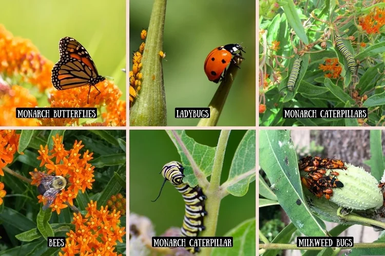 Butterfly Weed (Asclepias tuberosa): A Complete Growing Guide — Plant ...