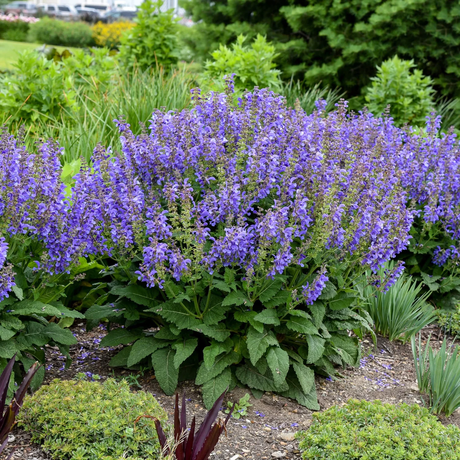 10 New Plants For 2025 — Plant and Bloom Design Studio