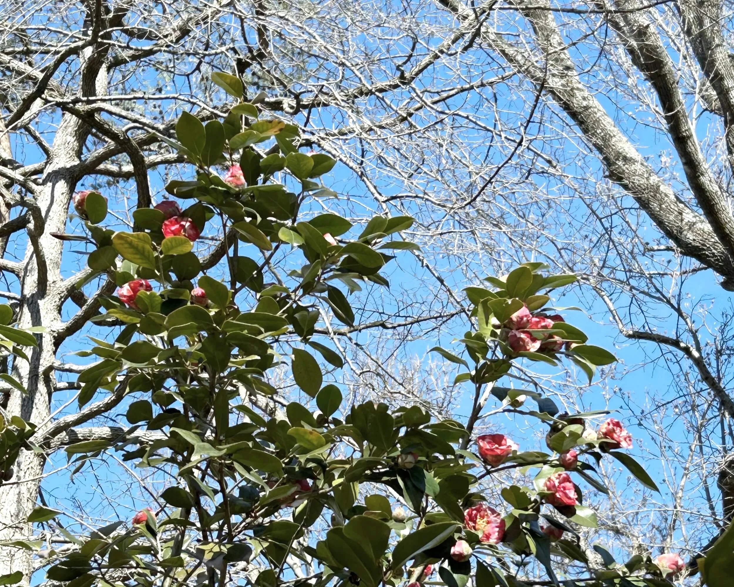 Japanese Camellia (Camellia japonica) — Plant and Bloom Design Studio