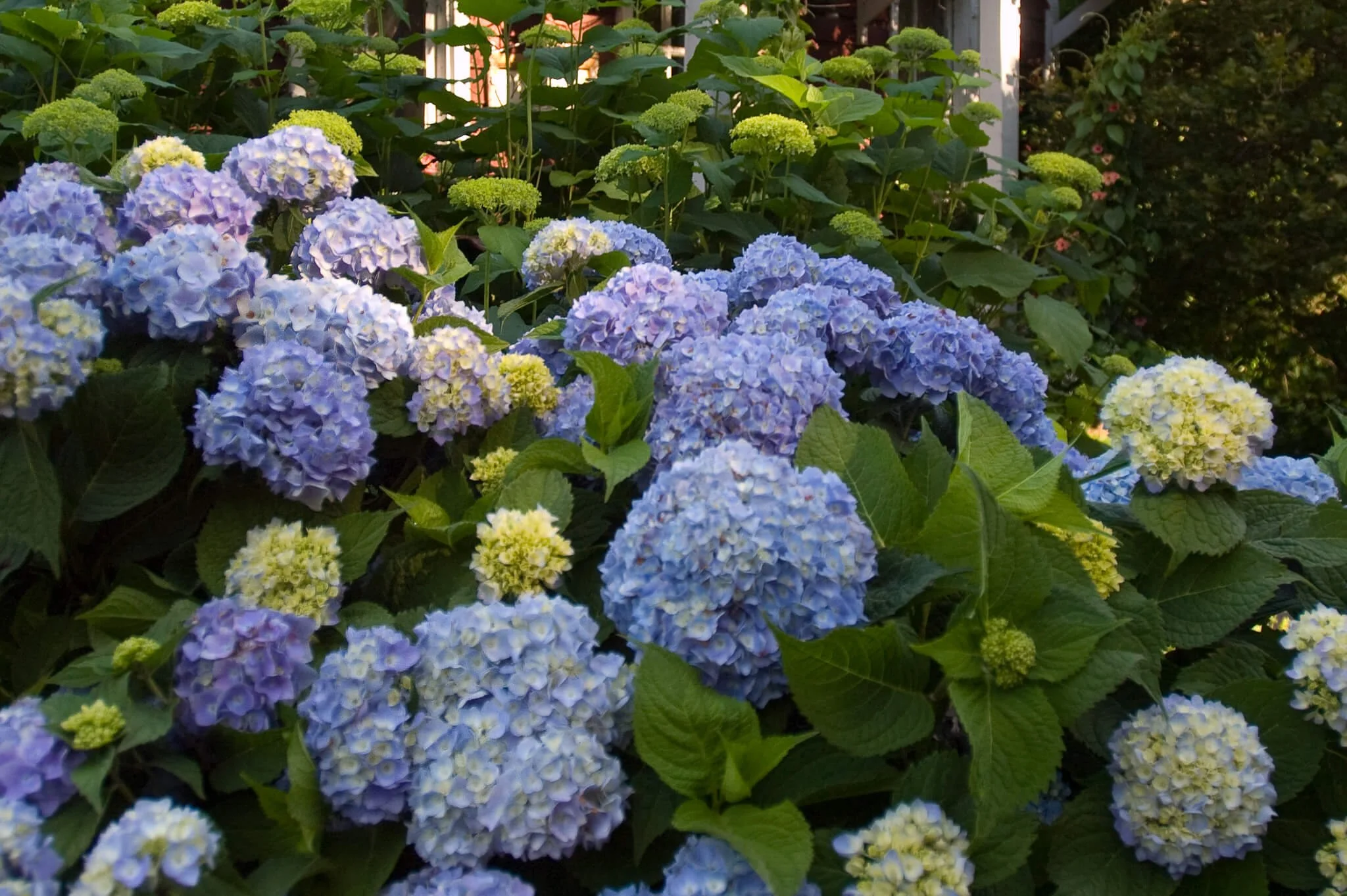 Endless Summer® The Original Reblooming Hydrangea (Hydrangea ...