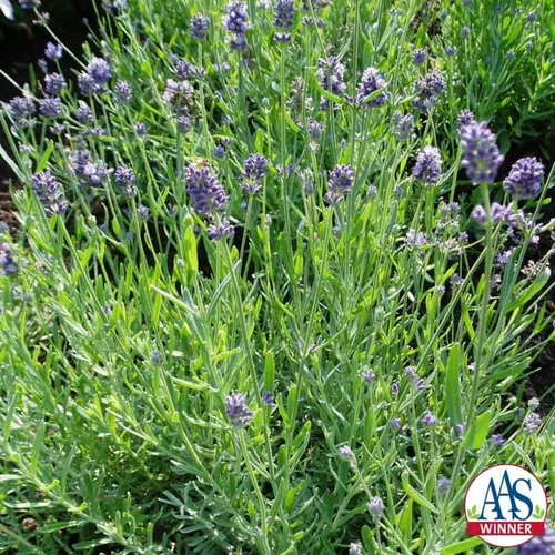 Which Lavender Plant is Best? — Plant and Bloom Design Studio
