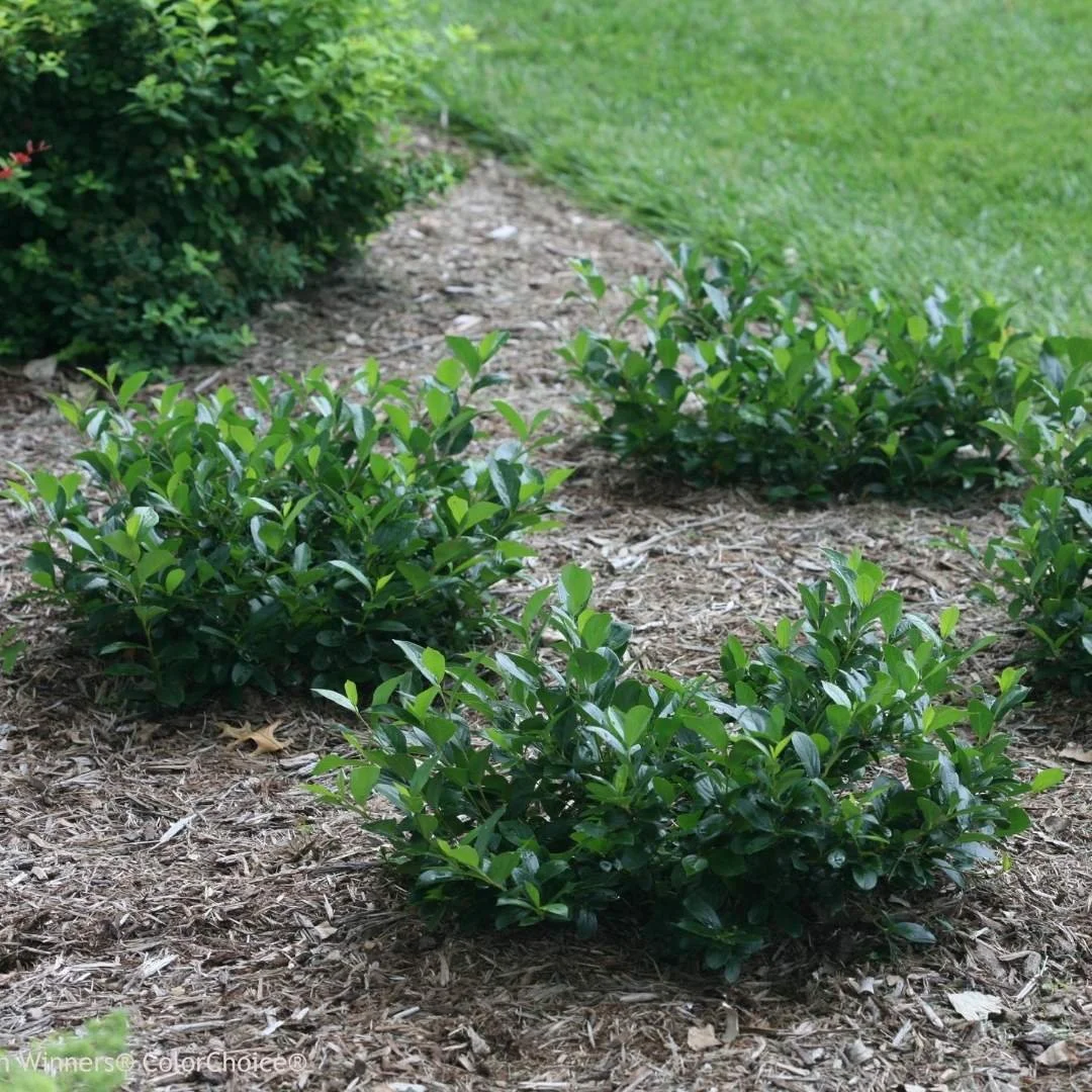 11 Wet Soil Shrubs That Absorb Water (Including Evergreens) — Plant and ...