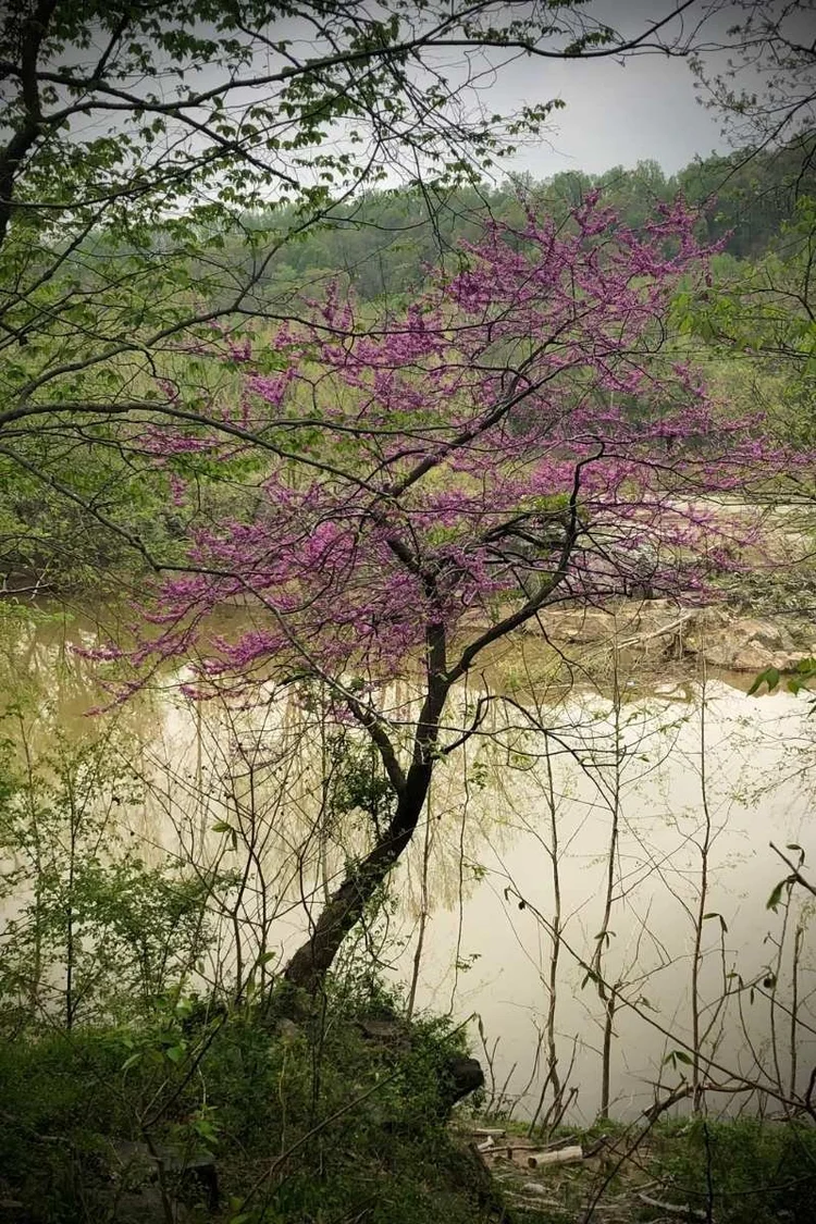 Which Redbud Tree is Best? — Plant and Bloom Design Studio