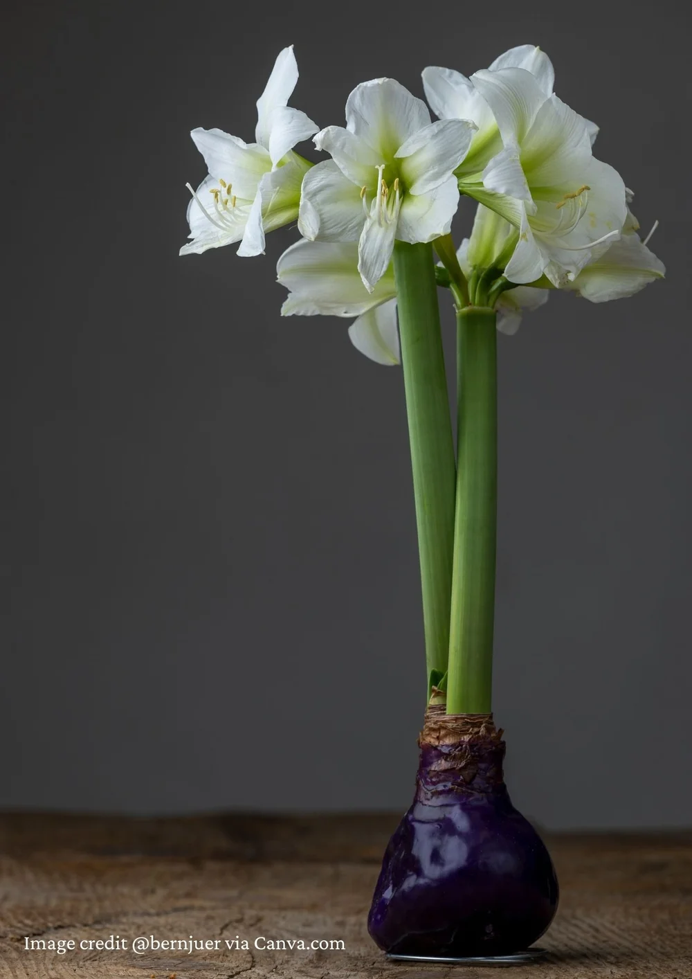 Waxed Amaryllis Bulbs — Plant and Bloom Design Studio
