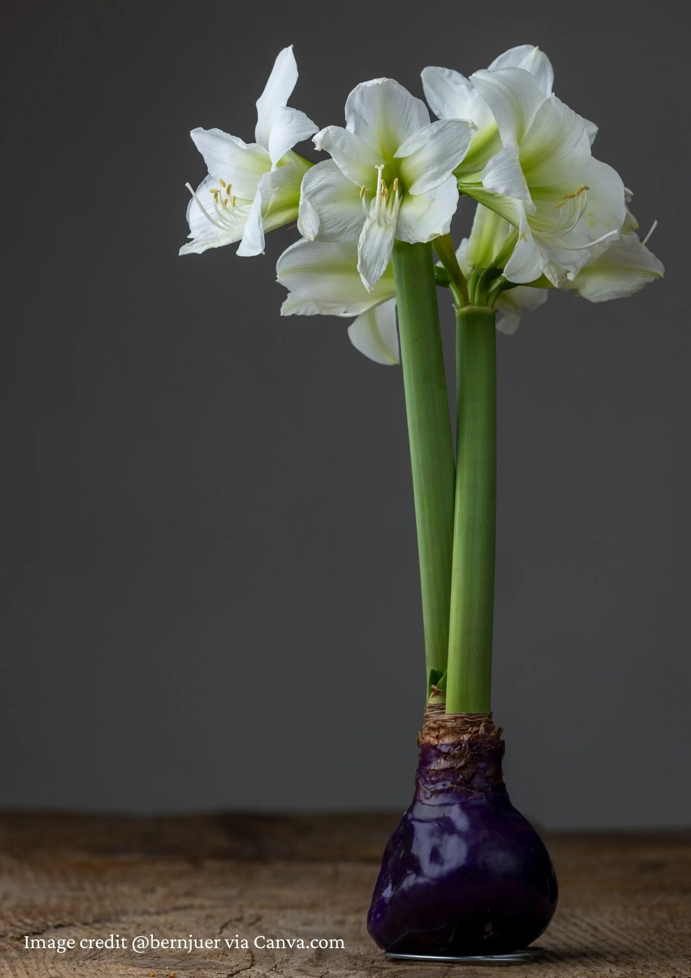 Waxed Amaryllis Bulbs — Plant and Bloom Design Studio