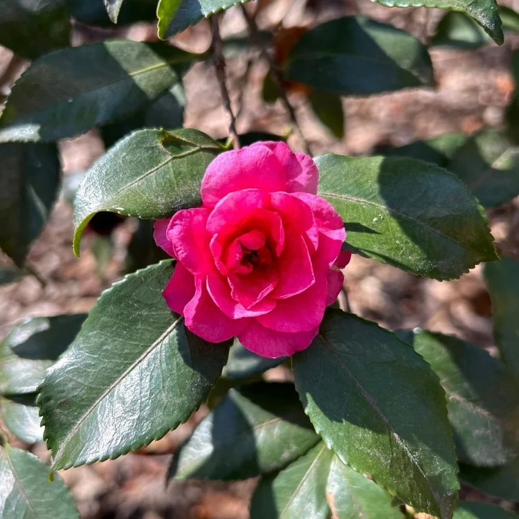 ShiShi Gashira Camellia — Plant and Bloom Design Studio