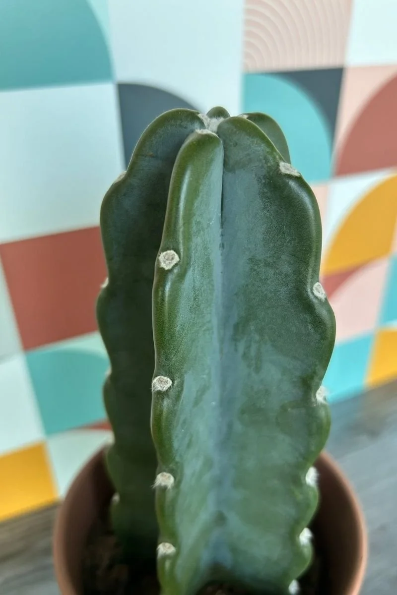 The Cuddly Cactus (Cereus jamacaru 'Cuddly Cactus') — Plant and Bloom ...