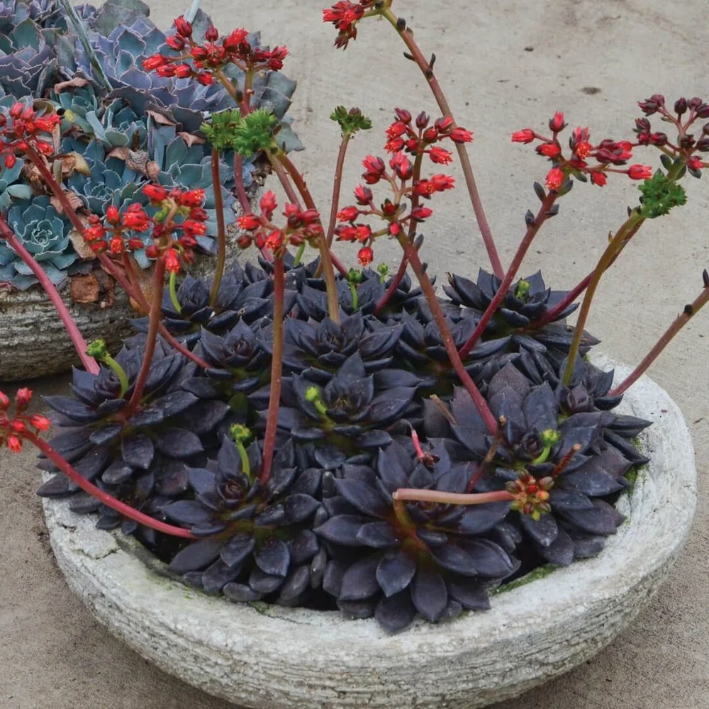 10 Garden Plants with Black Leaves — Plant and Bloom Design Studio