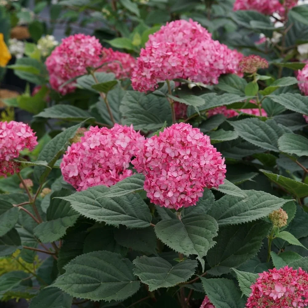 The Smooth Hydrangea — Plant and Bloom Design Studio