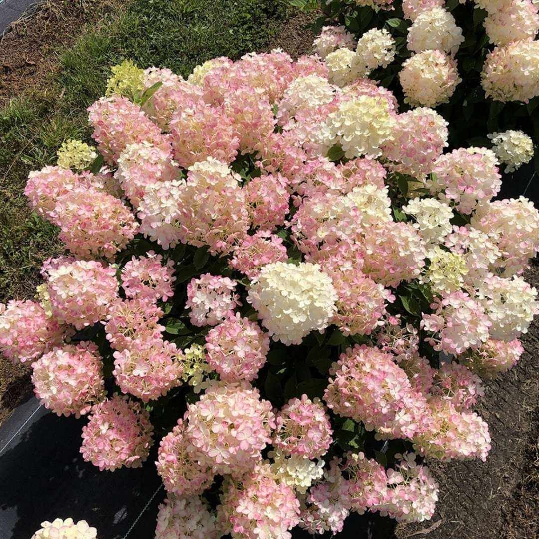 Which Hydrangea Should I Plant? Find Your Perfect Match! — Plant and ...