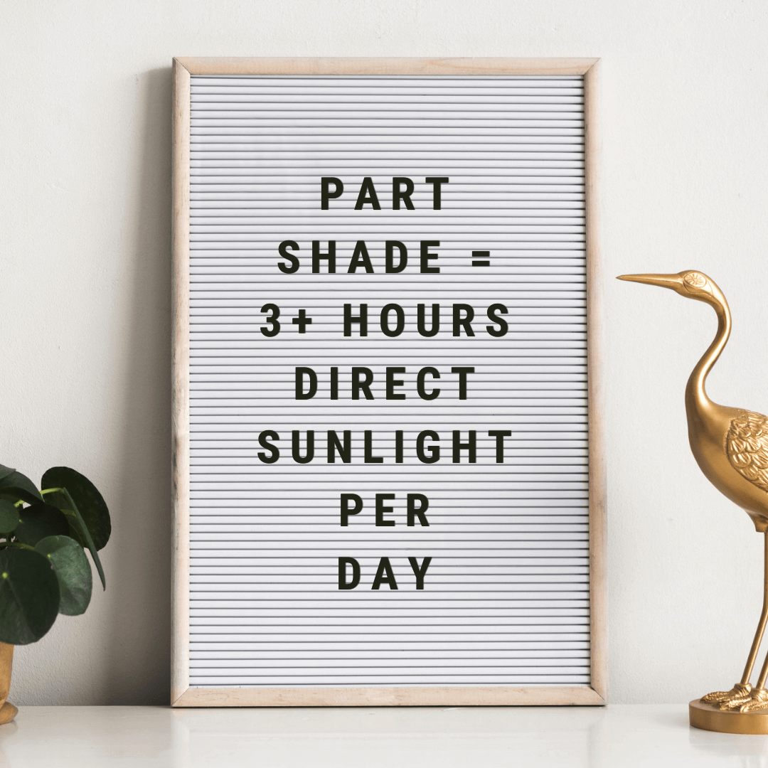 Part Shade Definition — Plant and Bloom Design Studio