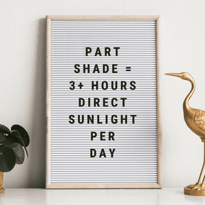 Part Shade Definition — Plant and Bloom Design Studio