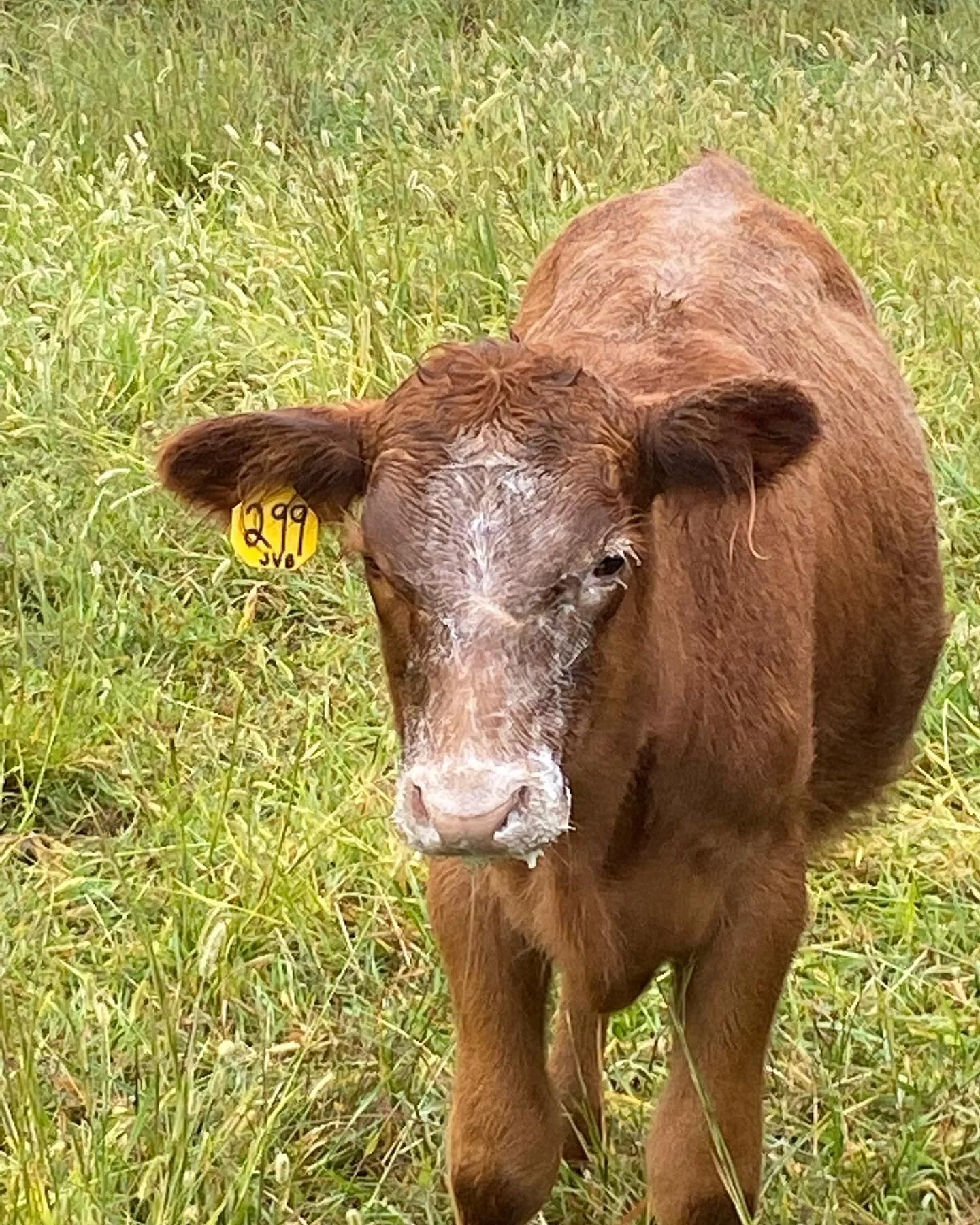 J.V. Burris Farms | Pasture Raised Beef | Concord, NC