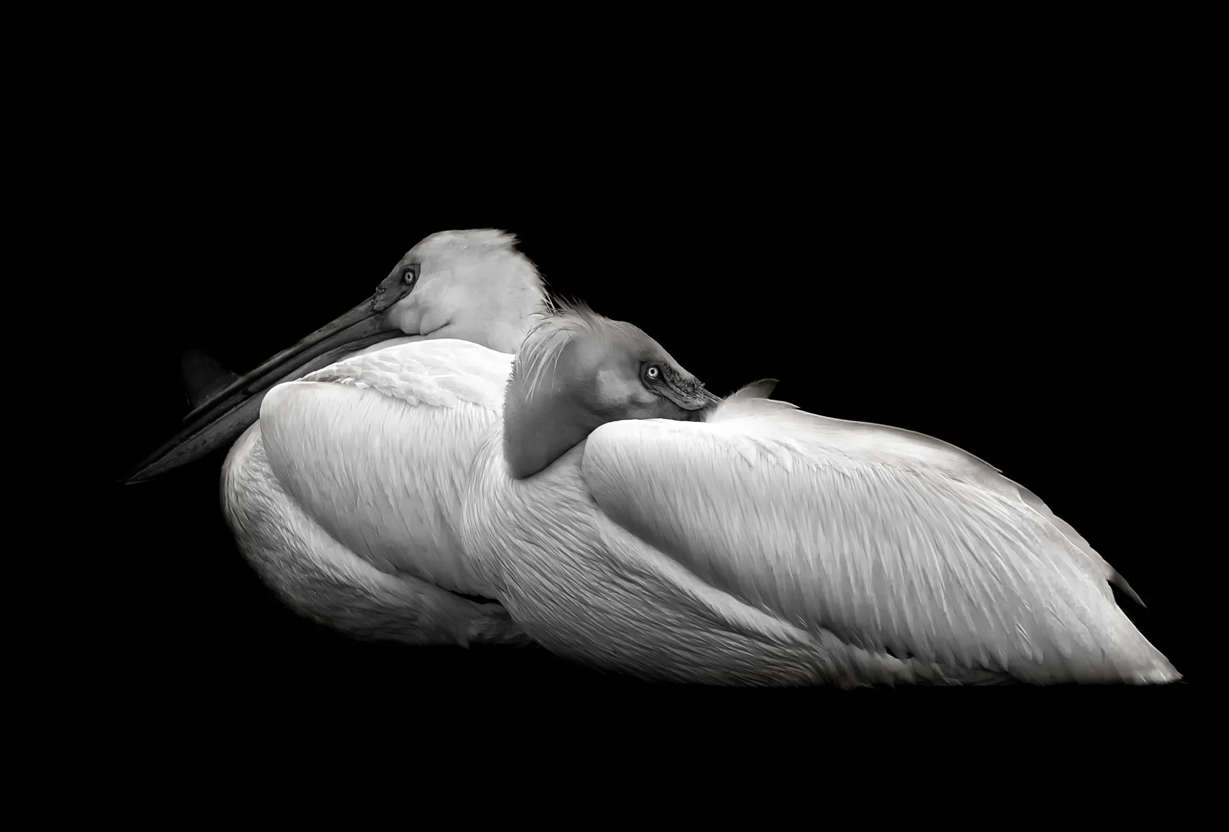 New Work — Isaac Photography