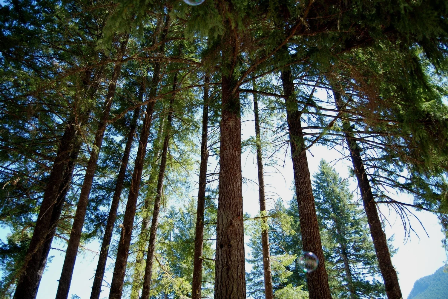 The Cispus Experience | Discover Leadership Opportunities — Join Us ...